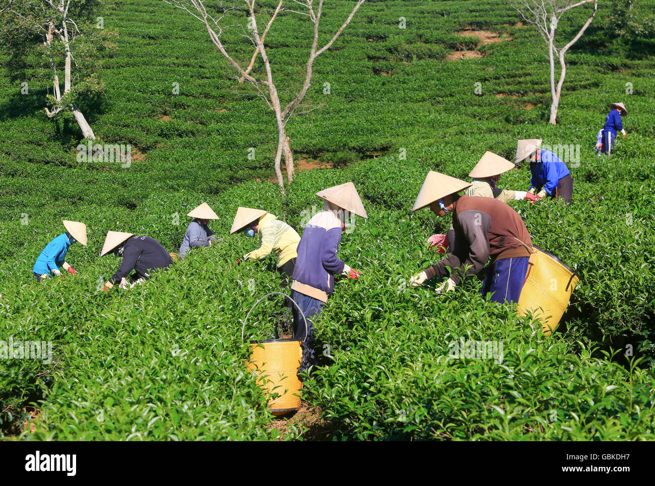A group of farmers picking tea on a summer afternoon in Cau Dat tea ...