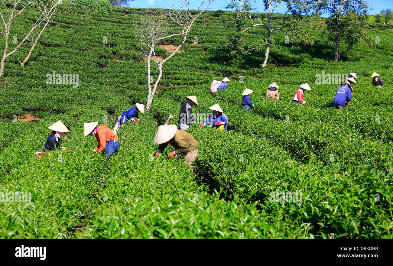 A group of farmers picking tea on a summer afternoon in Cau Dat tea ...