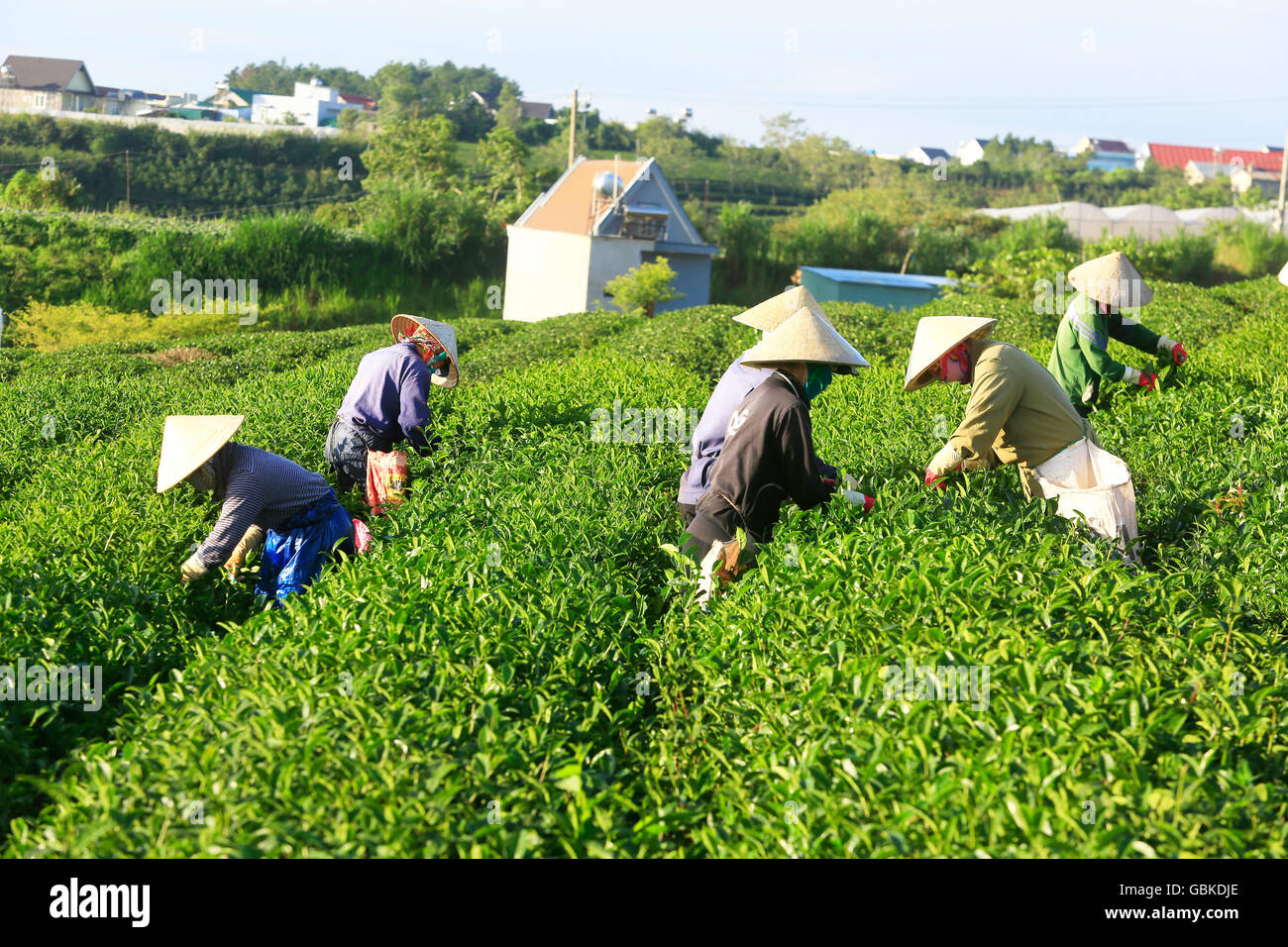 Group farmers picking tea hi-res stock photography and images - Alamy