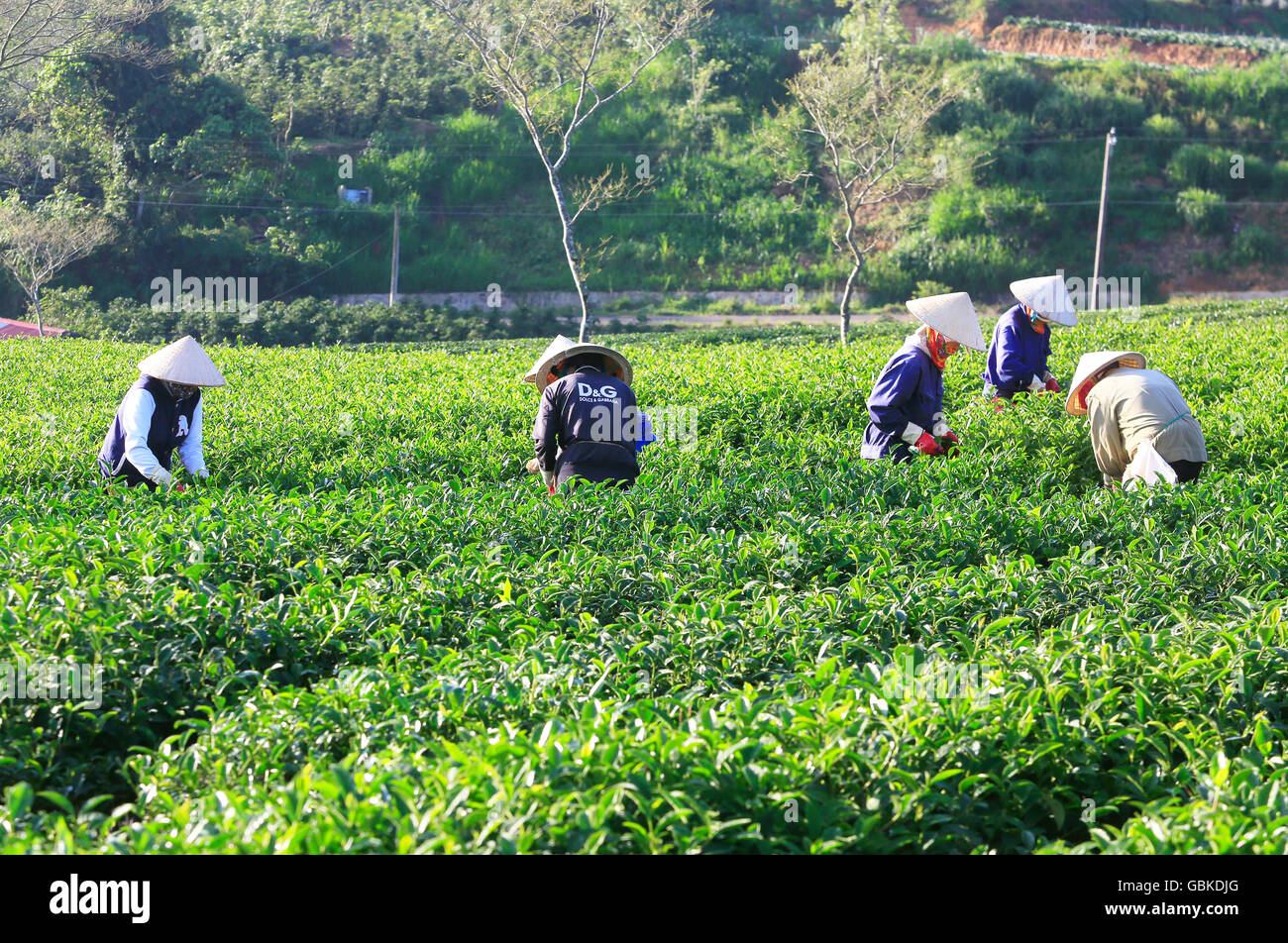 A group of farmers picking tea on a summer afternoon in Cau Dat tea ...