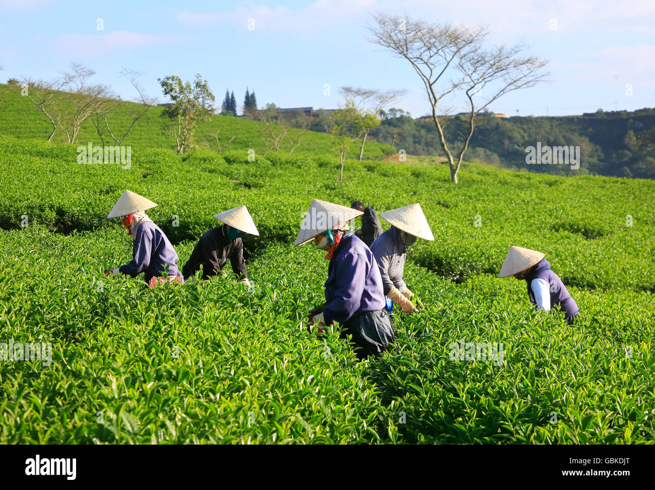 A group of farmers picking tea on a summer afternoon in Cau Dat tea ...