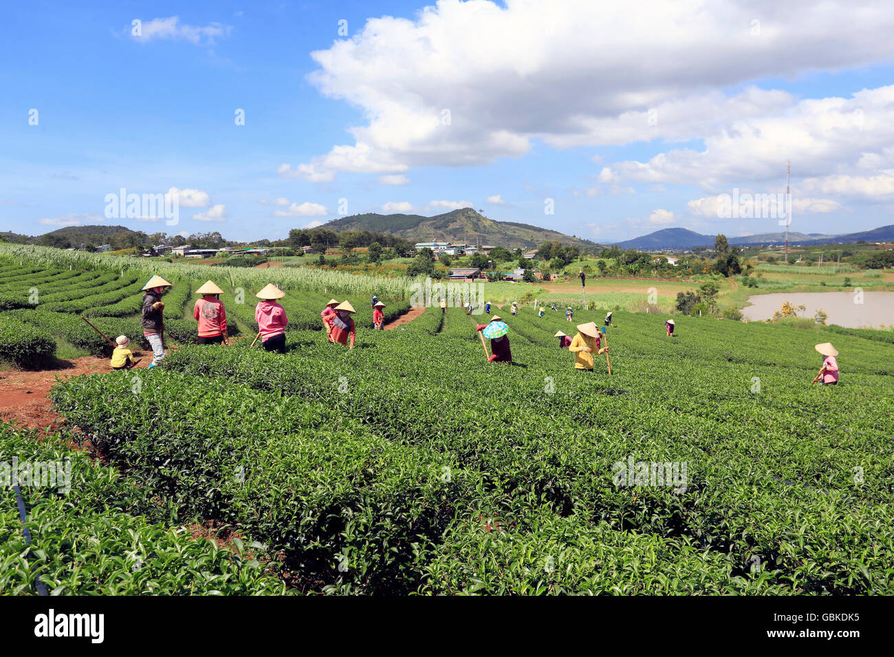 A group of farmers picking tea on a summer afternoon in Cau Dat tea ...