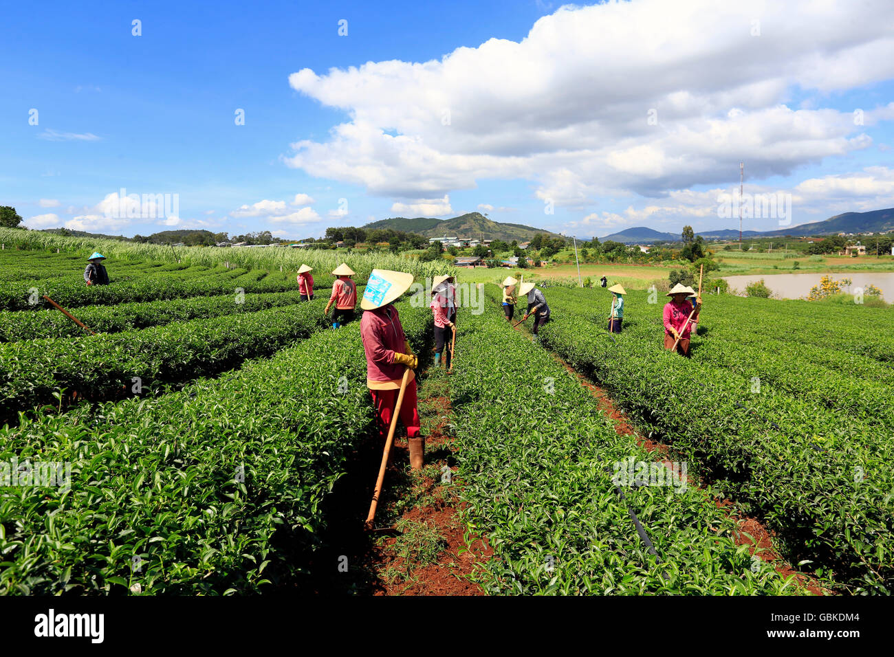 A group of farmers picking tea on a summer afternoon in Cau Dat tea ...