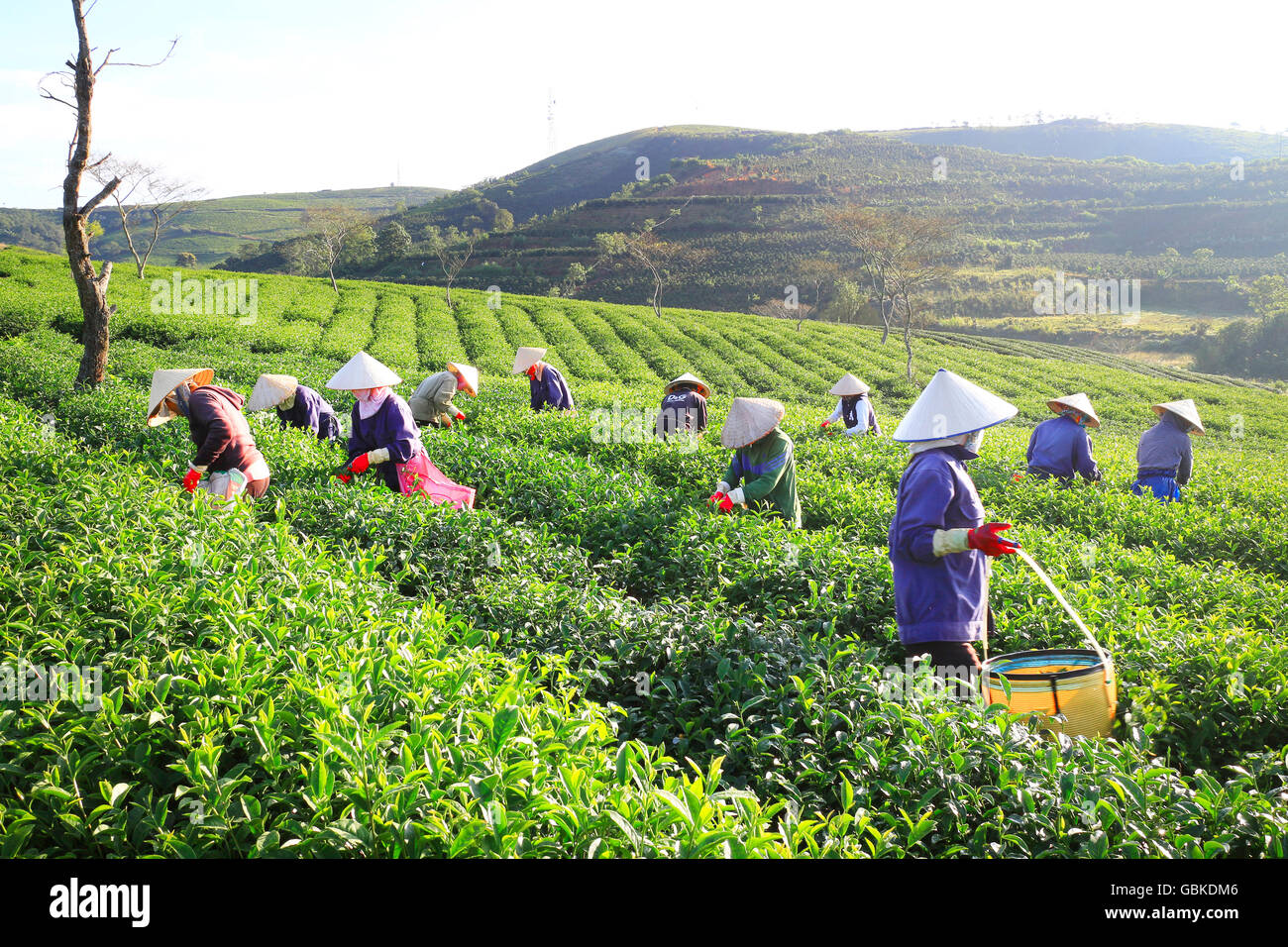 Group farmers picking tea hi-res stock photography and images - Alamy