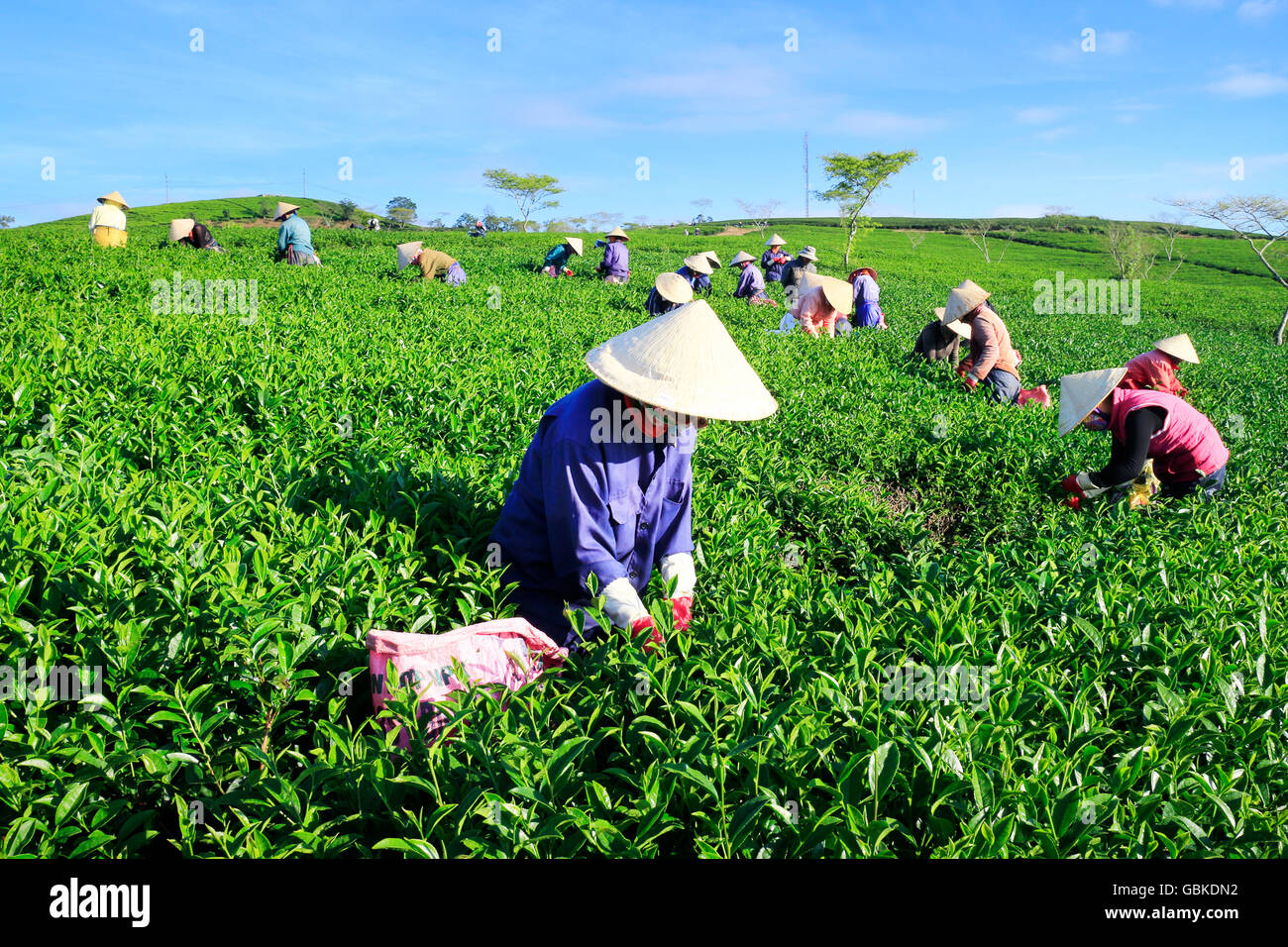 A group of farmers picking tea on a summer afternoon in Cau Dat tea ...