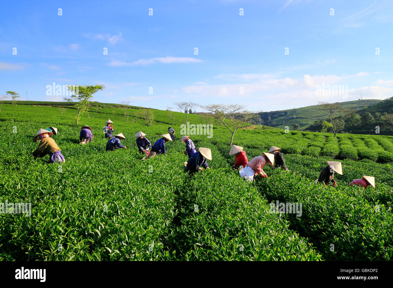A group of farmers picking tea on a summer afternoon in Cau Dat tea ...