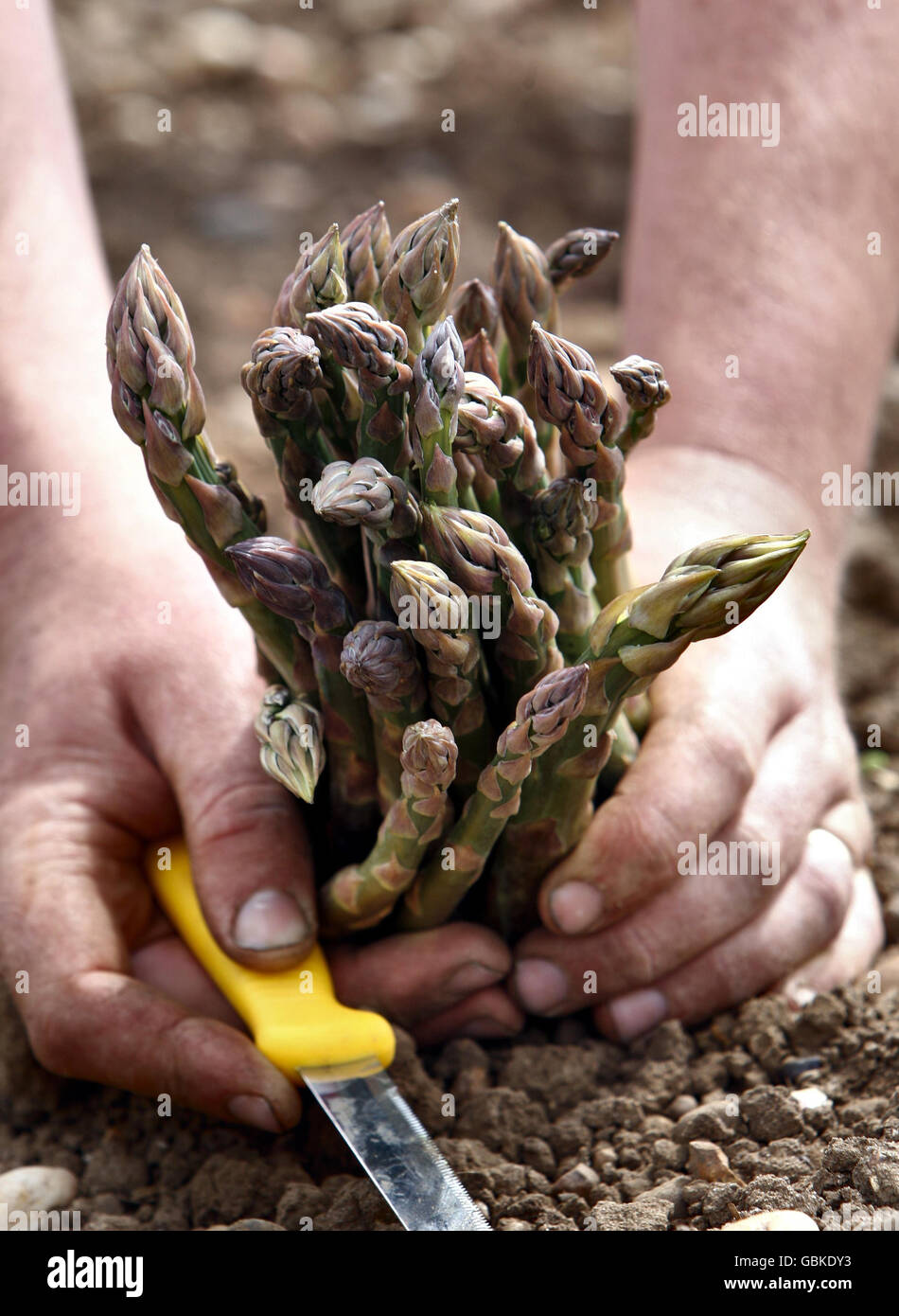 Asparagus season begins Stock Photo - Alamy