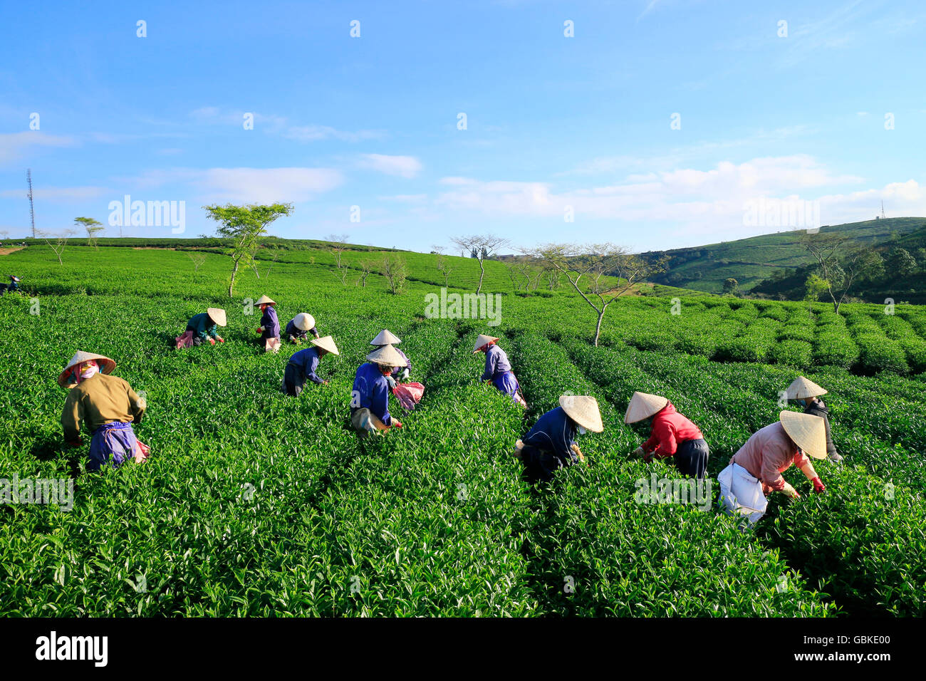 A group of farmers picking tea on a summer afternoon in Cau Dat tea ...