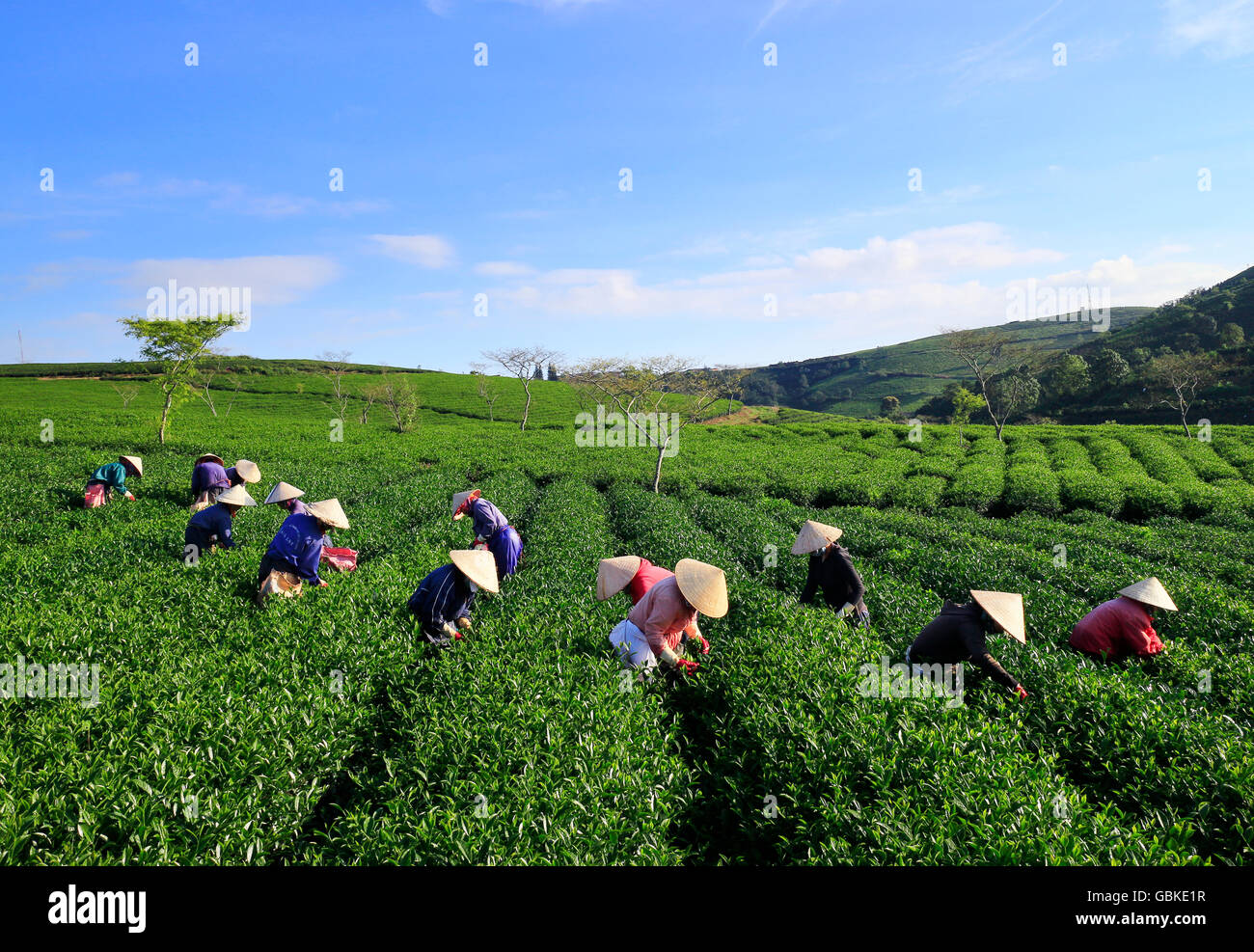 A group of farmers picking tea on a summer afternoon in Cau Dat tea ...