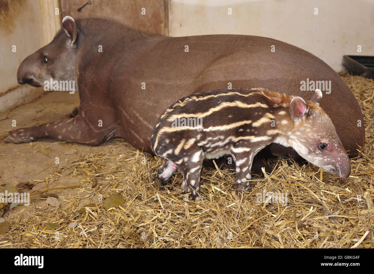 Baby tapir born Stock Photo - Alamy