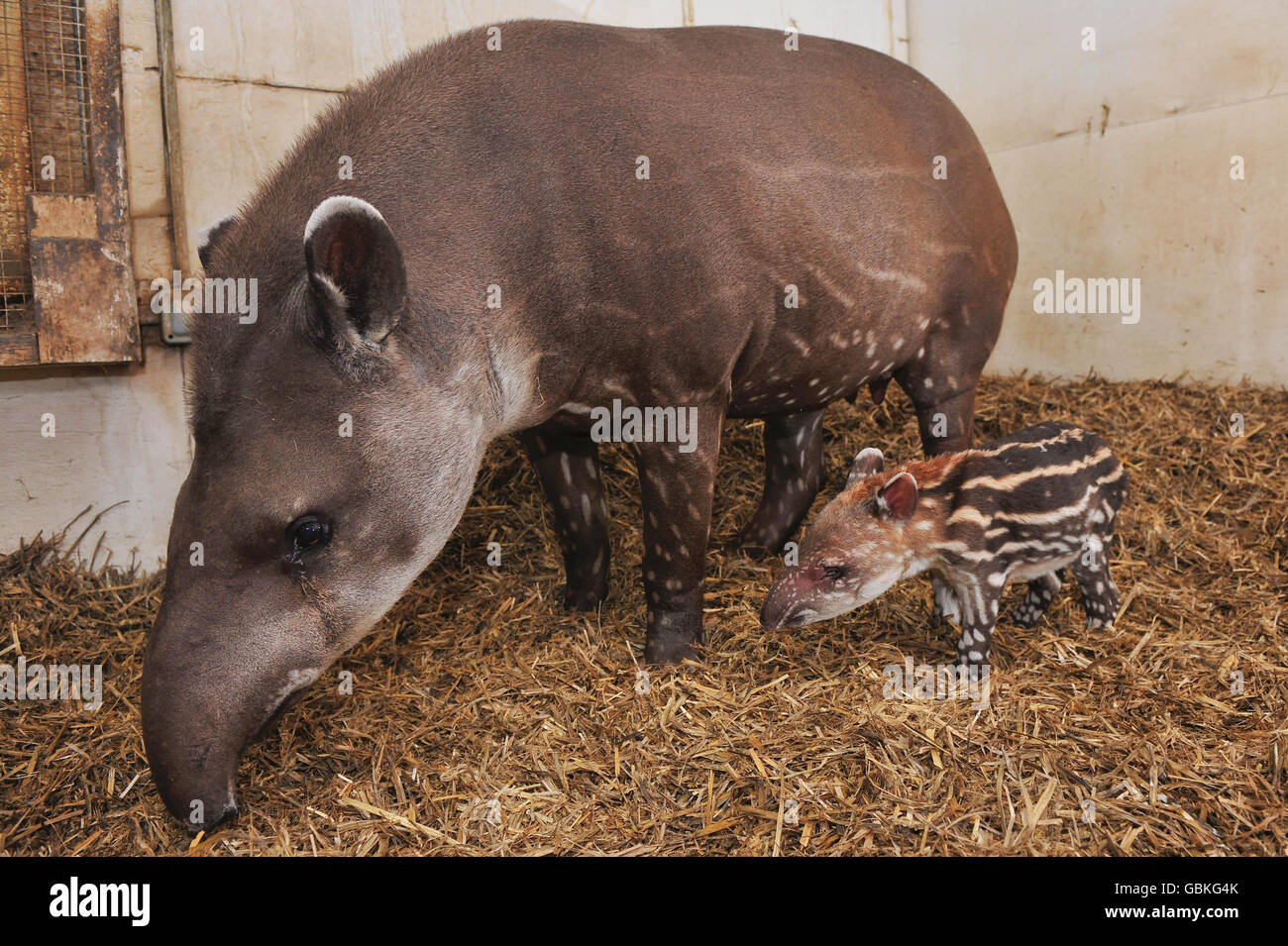An unnamed baby tapir with his mum Tara, who was born on Saturday April ...
