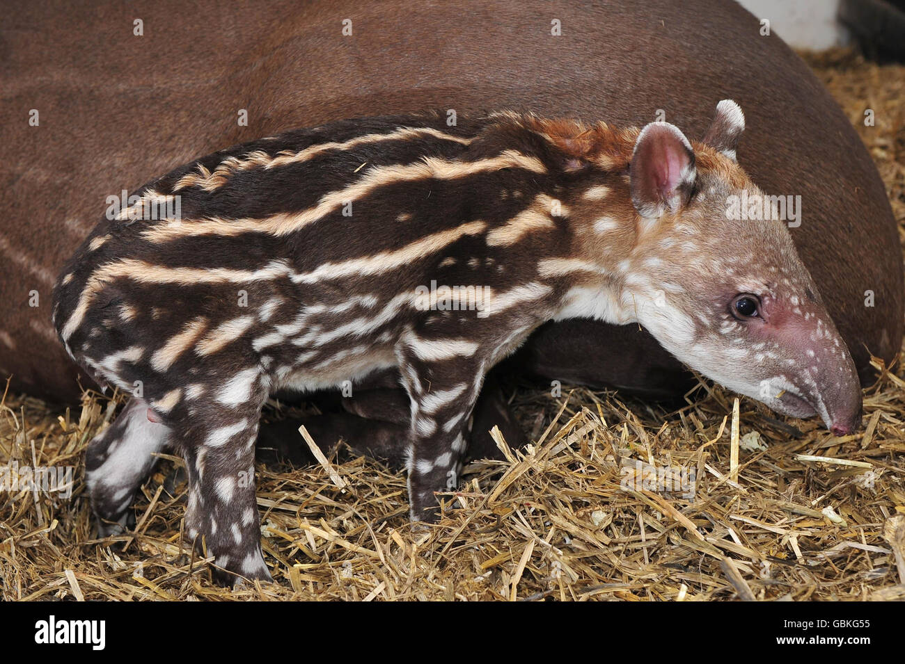 Baby tapir born Stock Photo - Alamy
