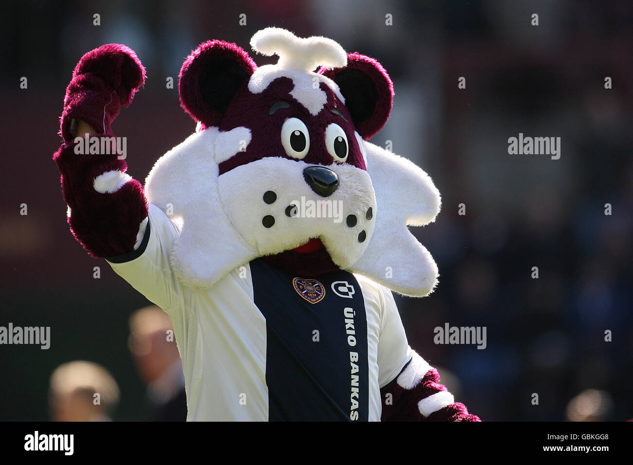 Heart midlothian mascot hi-res stock photography and images - Alamy