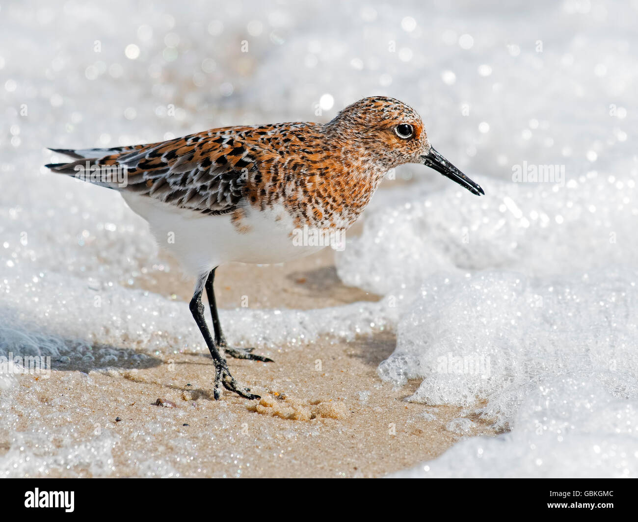 Sanderling on beach hi-res stock photography and images - Alamy