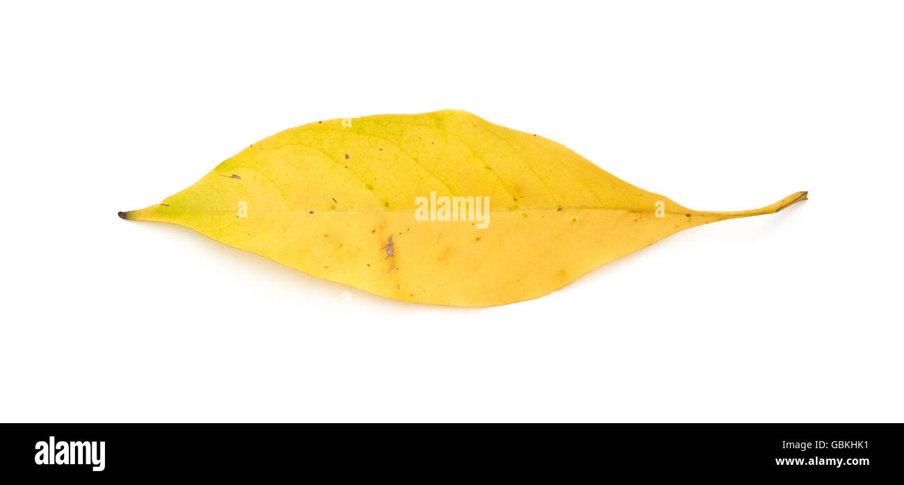 yellow leaf on white background Stock Photo - Alamy