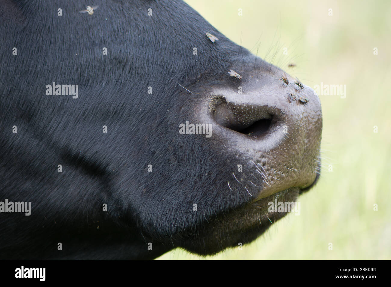 Wet Nose High Resolution Stock Photography and Images - Alamy