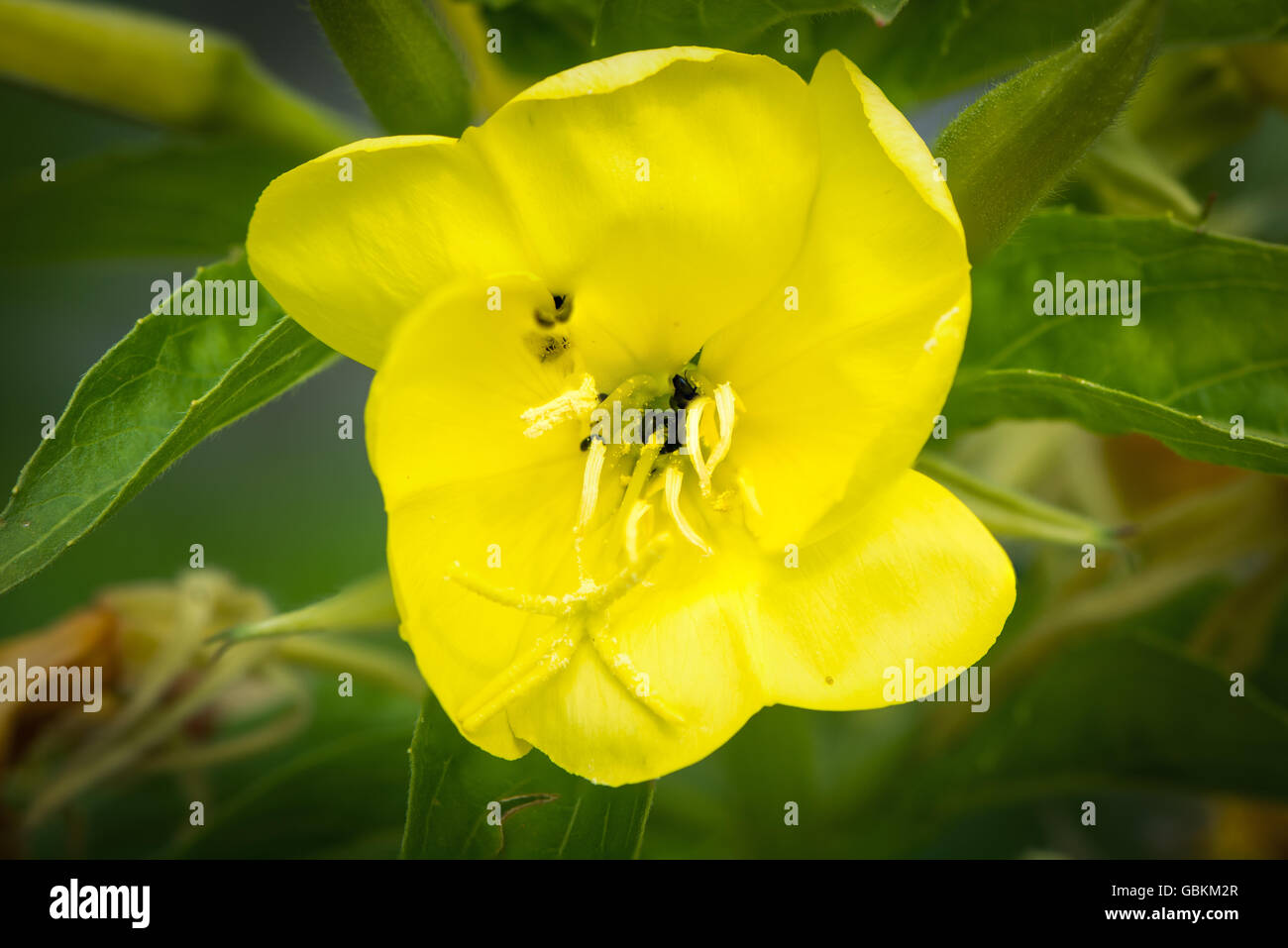 Flower of common evening primrose (Oenothera biennis). Lemon yellow ...