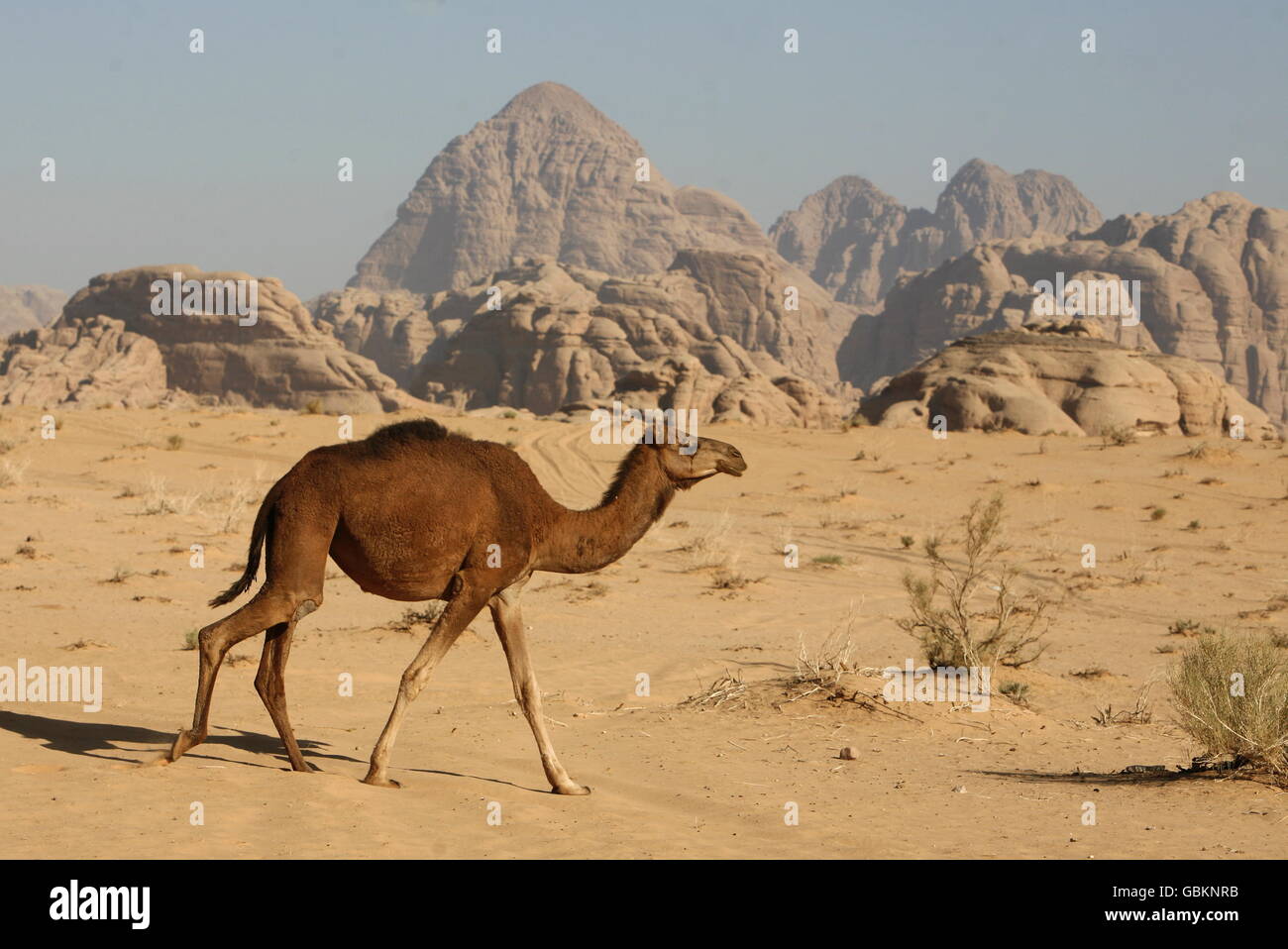 The Landscape of the Wadi Rum Desert in Jordan in the middle east Stock ...