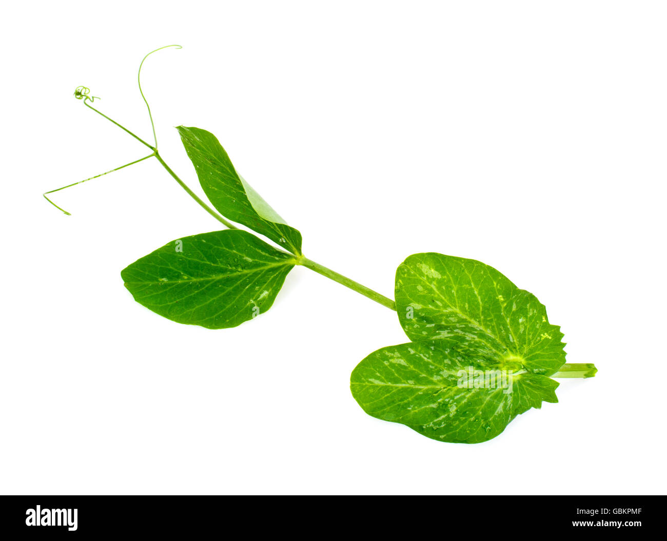 Peas Leaf Isolated on White Background Stock Photo - Alamy