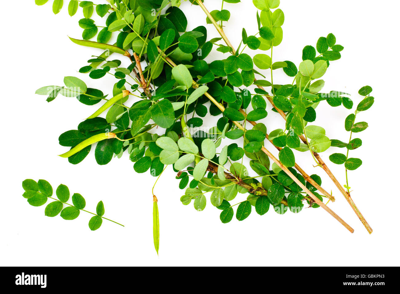 Acacia Branch on a White Background Stock Photo - Alamy