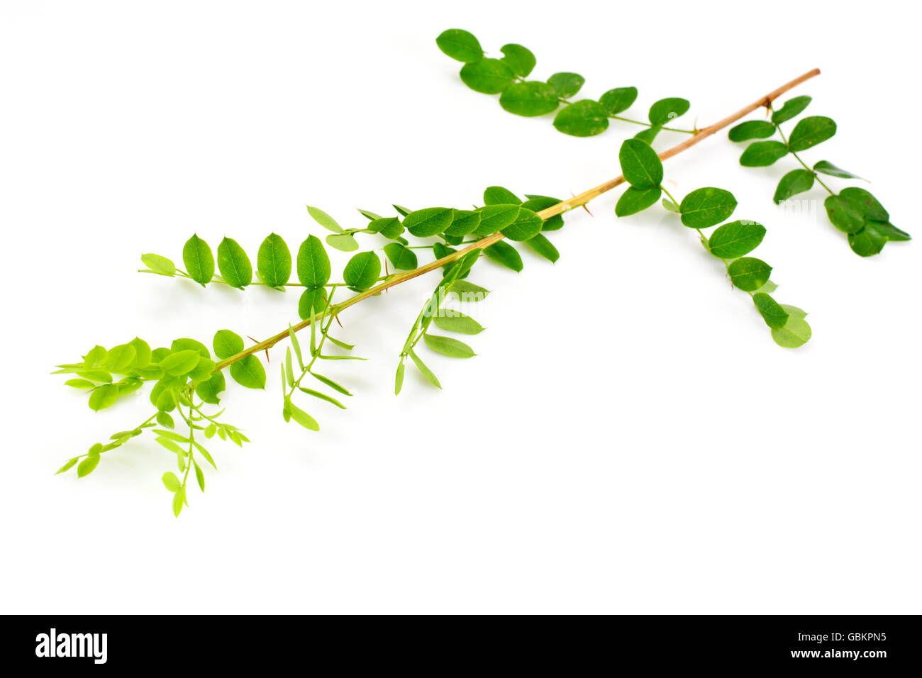 Acacia Branch on a White Background Stock Photo - Alamy