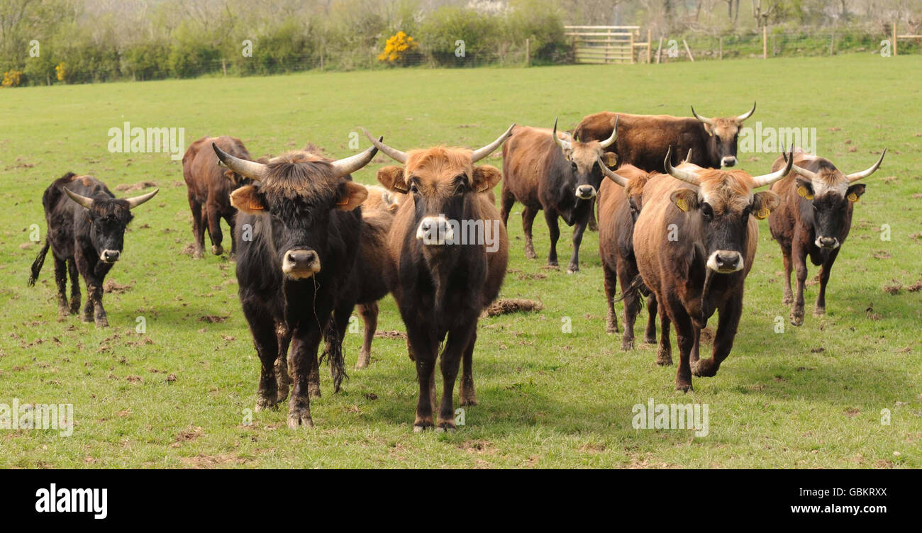 Farmer brings giant cattle to Britain Stock Photo - Alamy