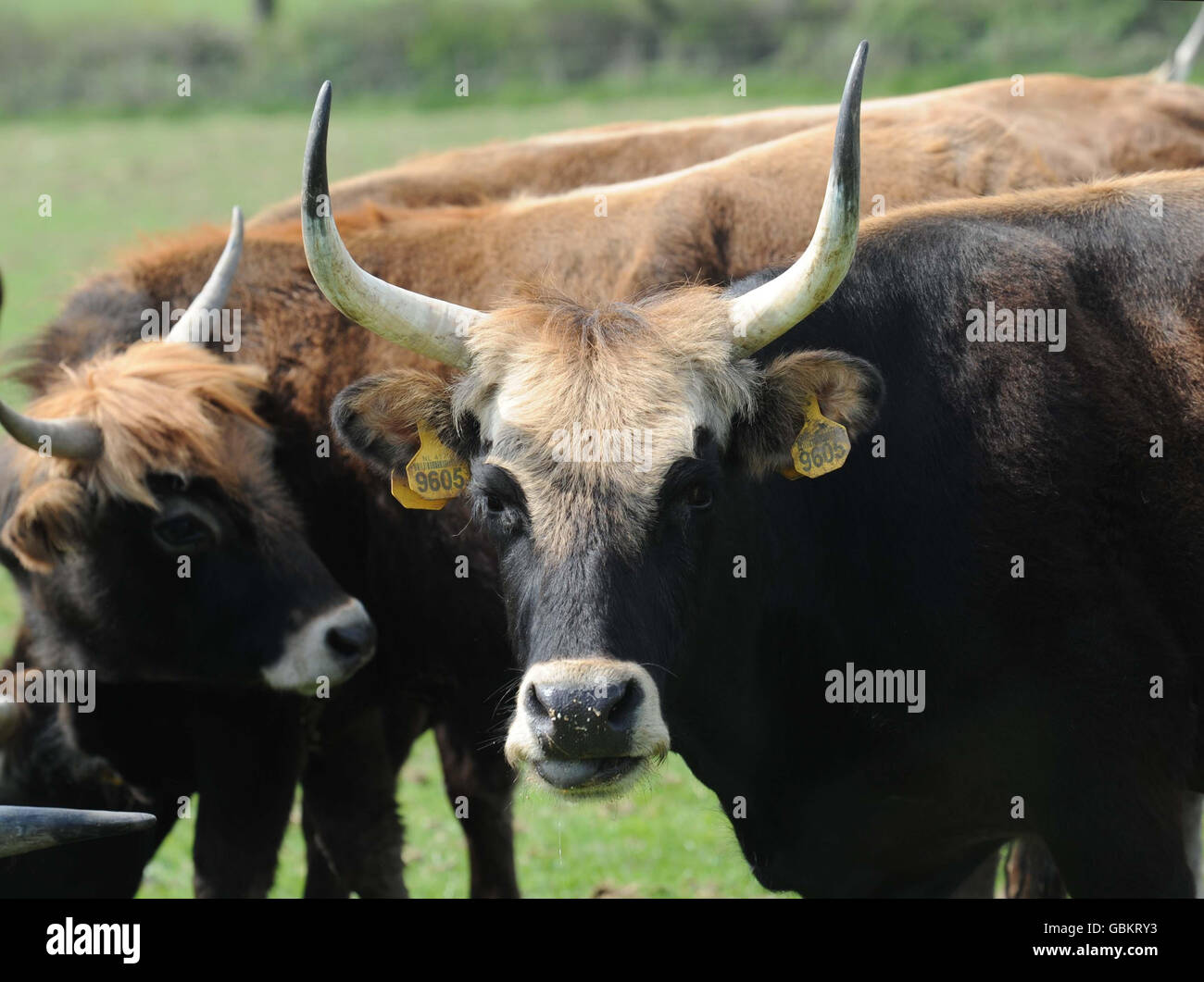 Farmer brings giant cattle to Britain. Heck Cattle on a farm near ...