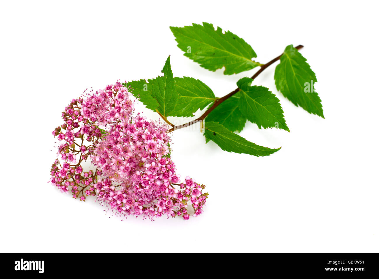 Pink Spirea Flower Isolated on White Background Stock Photo - Alamy