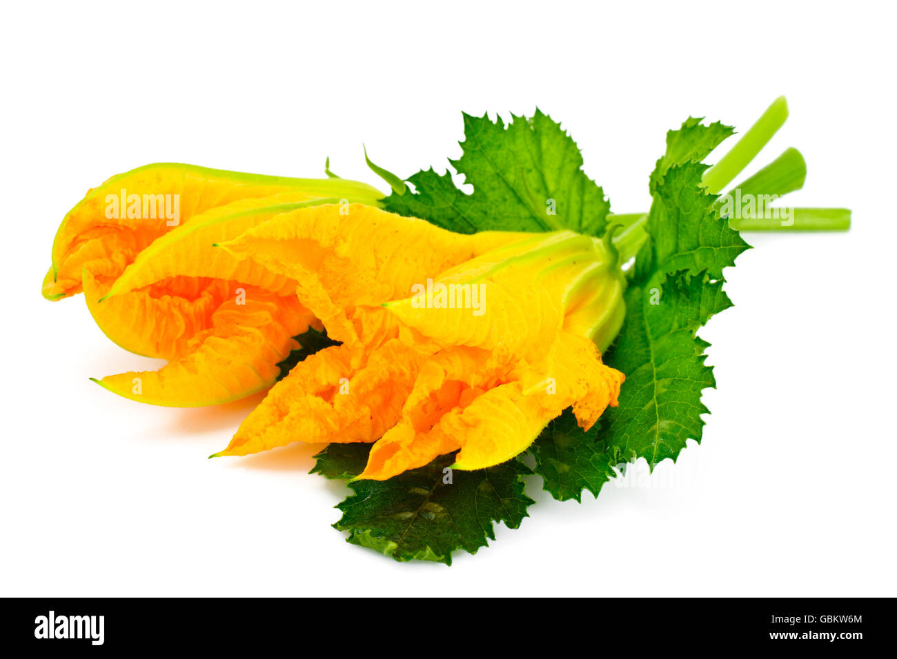 Zucchini Flowers on a White Background Stock Photo - Alamy