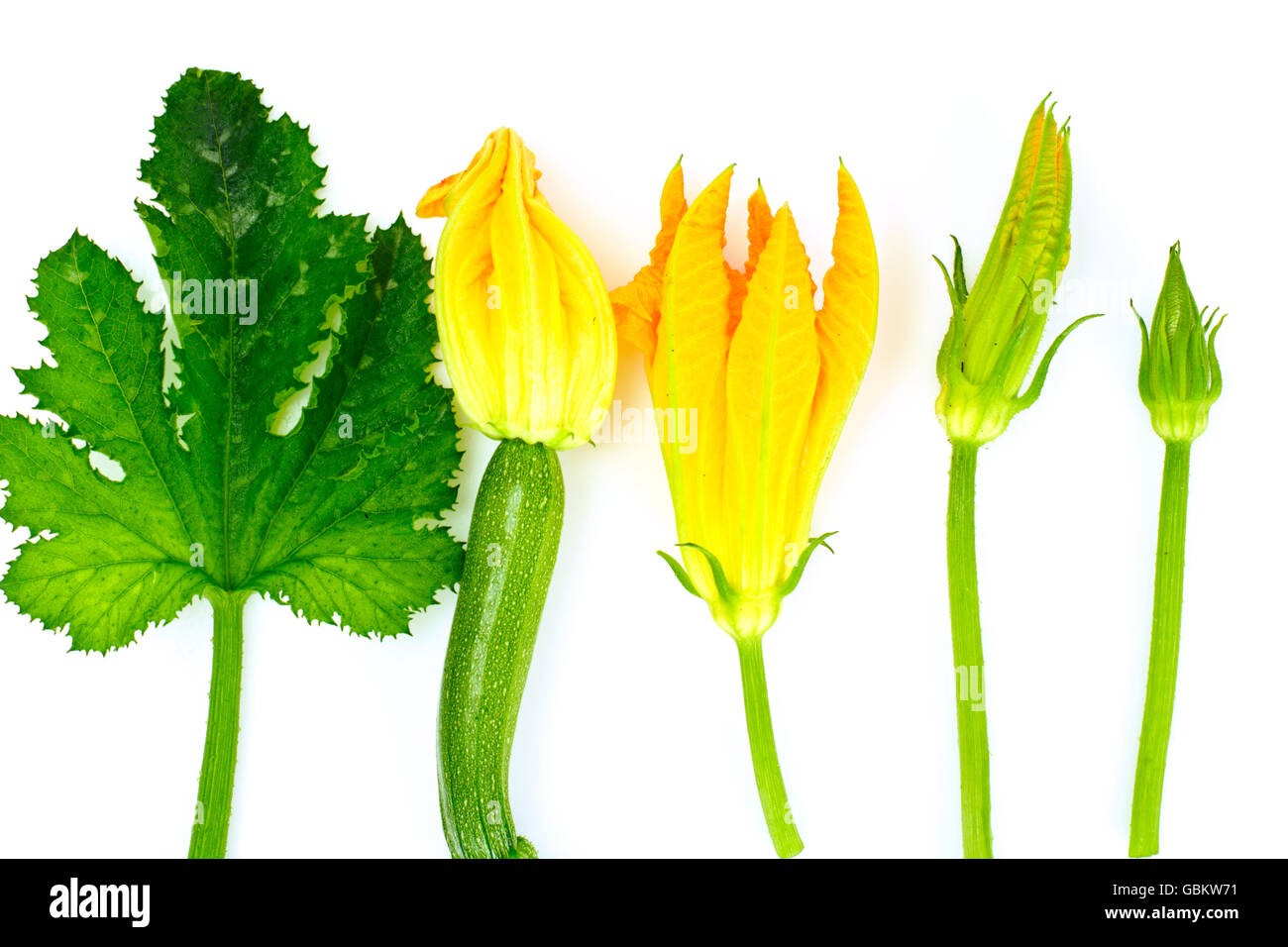 Zucchini Flowers on a White Background Stock Photo - Alamy