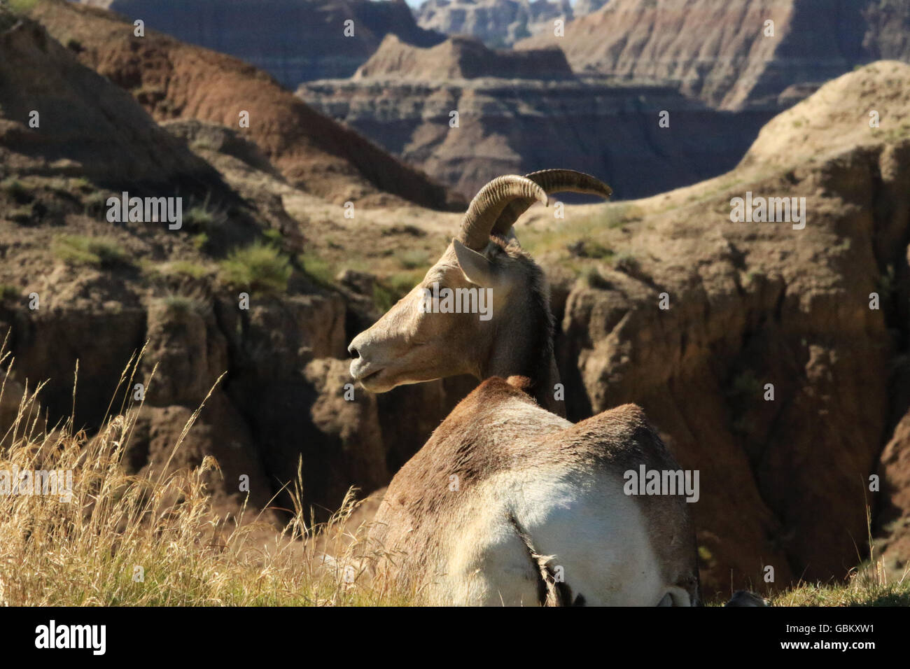 Bighorn sheep cliff edge hi-res stock photography and images - Alamy