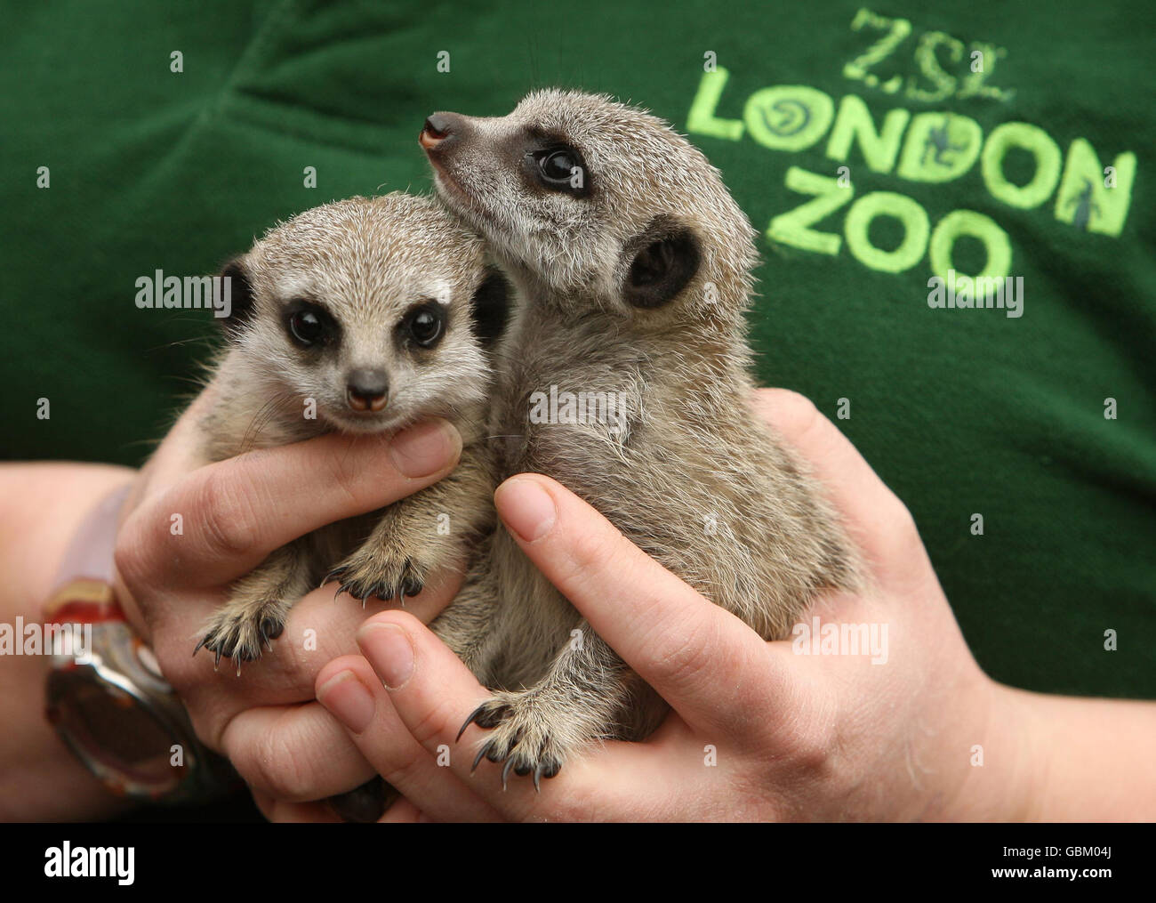 Suzi hi-res stock photography and images - Alamy