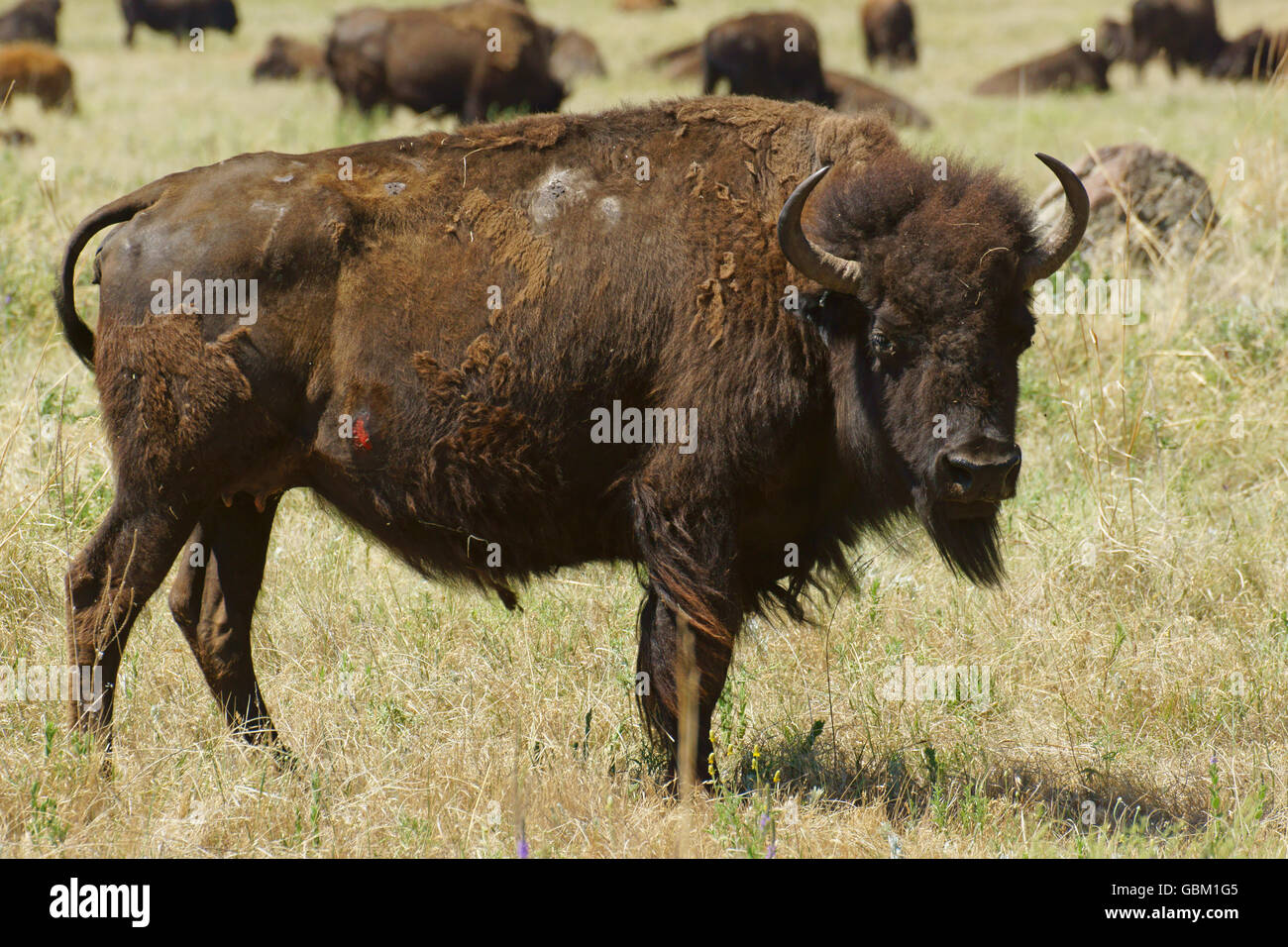 American buffalo in grassland area of Badlands National Park in South ...