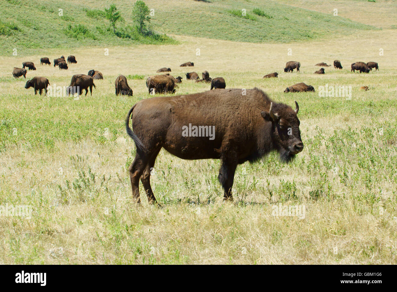 American buffalo in grassland area of Badlands National Park in South ...