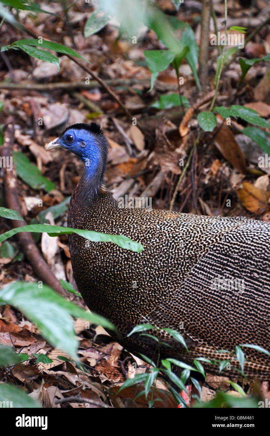 Great argus (Argusianus argus), Gunung Leuser National Park, Sumatra ...