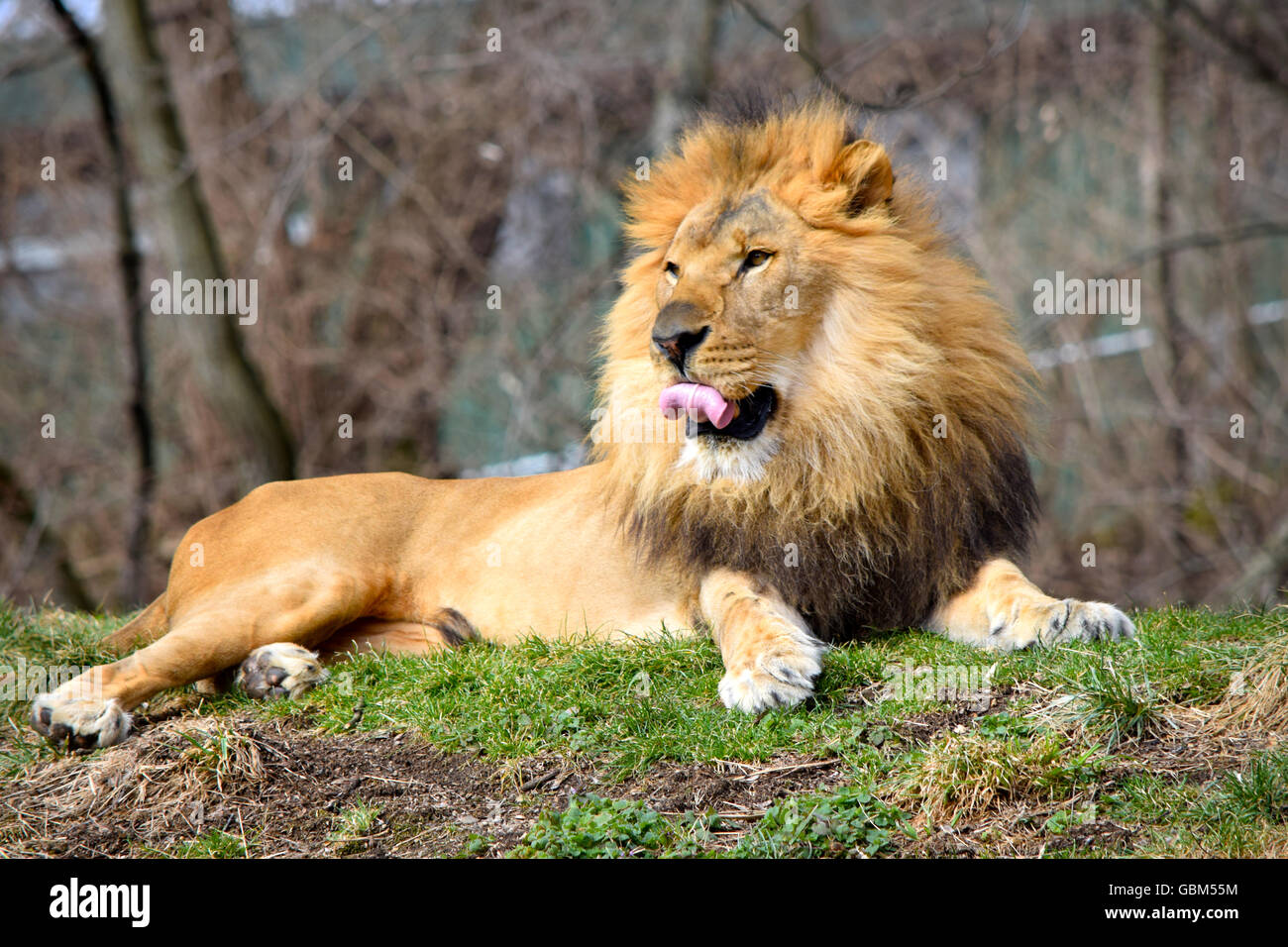 Lion at the zoo Stock Photo - Alamy