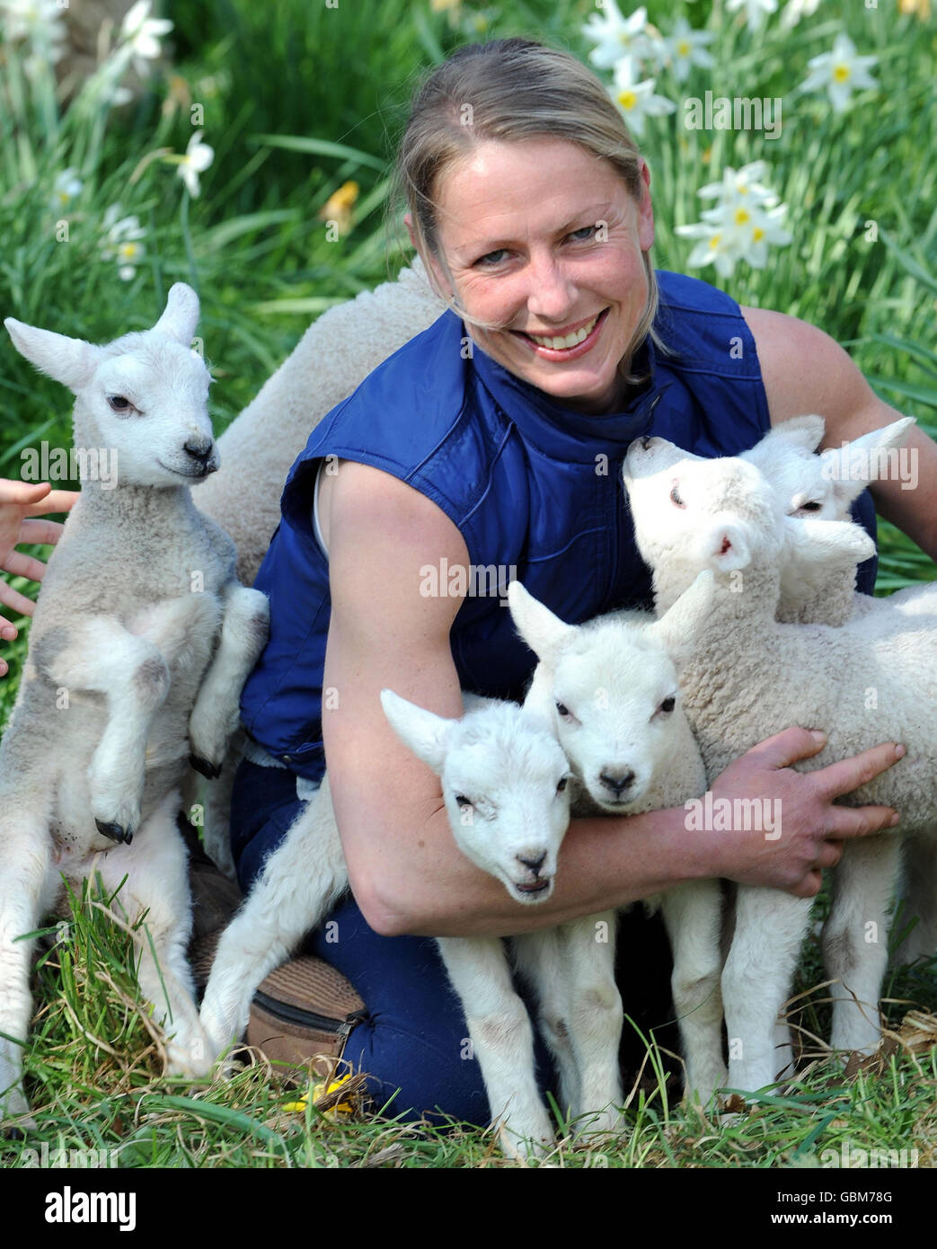 Six lambs born to supermum Stock Photo - Alamy