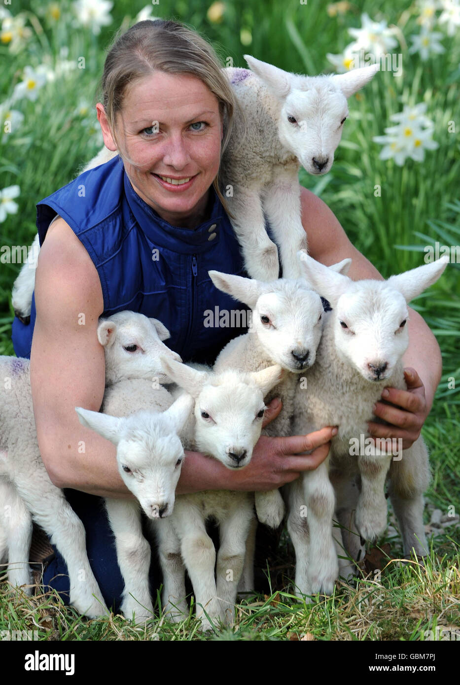 Six lambs born to supermum Stock Photo - Alamy