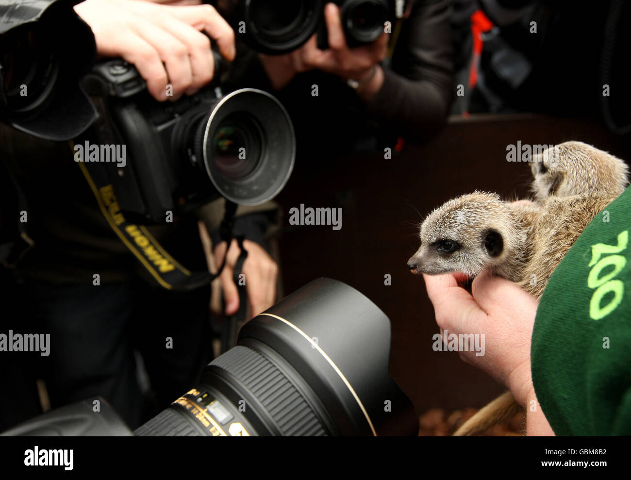 Photographers taking pictures of baby meerkats Lia and Roo with ...