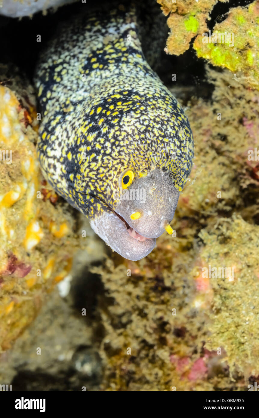 Snowflake eel, Echidna nebulosa, Ambon, Maluku, Indonesia, Pacific ...