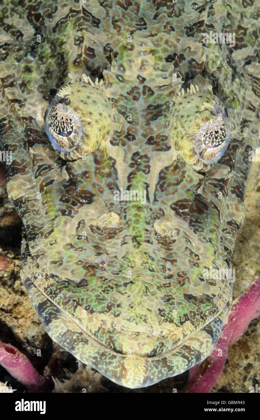 Reef fish ugly fish hi-res stock photography and images - Alamy