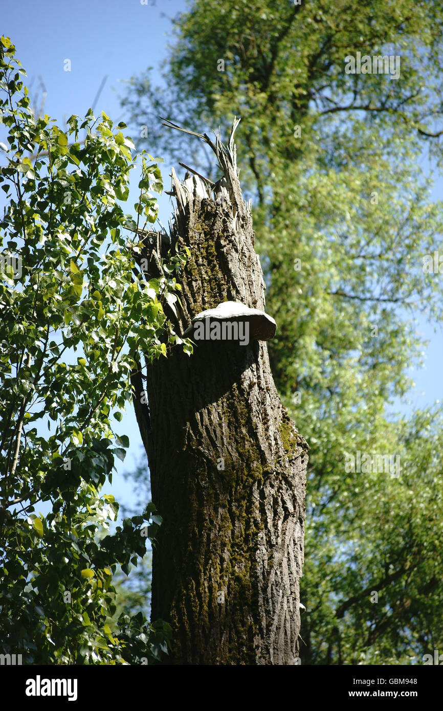 Rotten tree trunk with bracket fungus Stock Photo - Alamy
