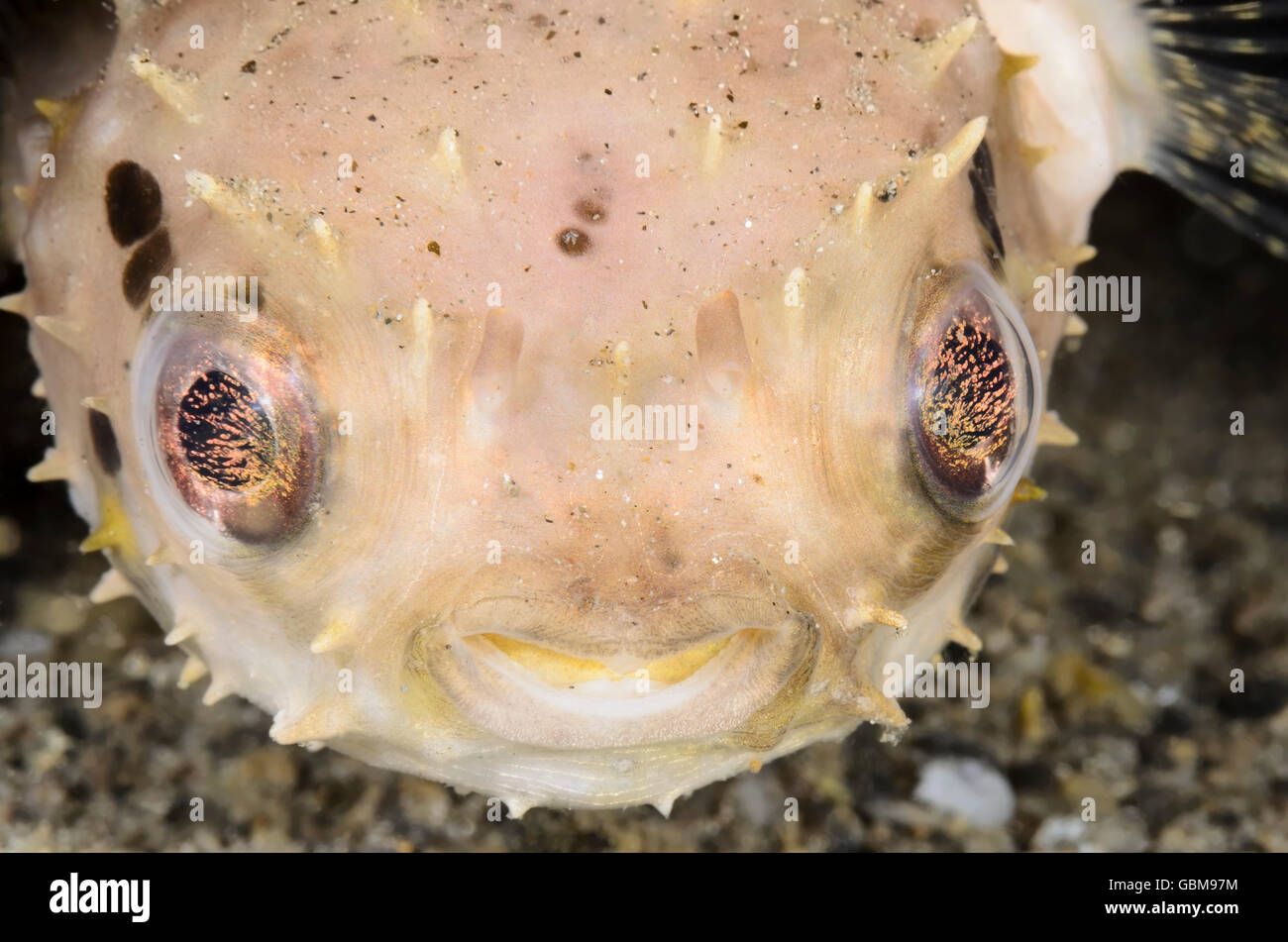 Cyclichthys orbicularis hi-res stock photography and images - Alamy