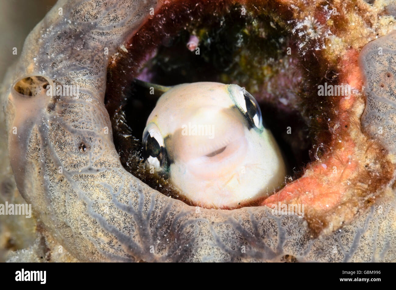 False cleanerfish, Aspidontus taeniatus, Ambon, Maluku, Indonesia ...