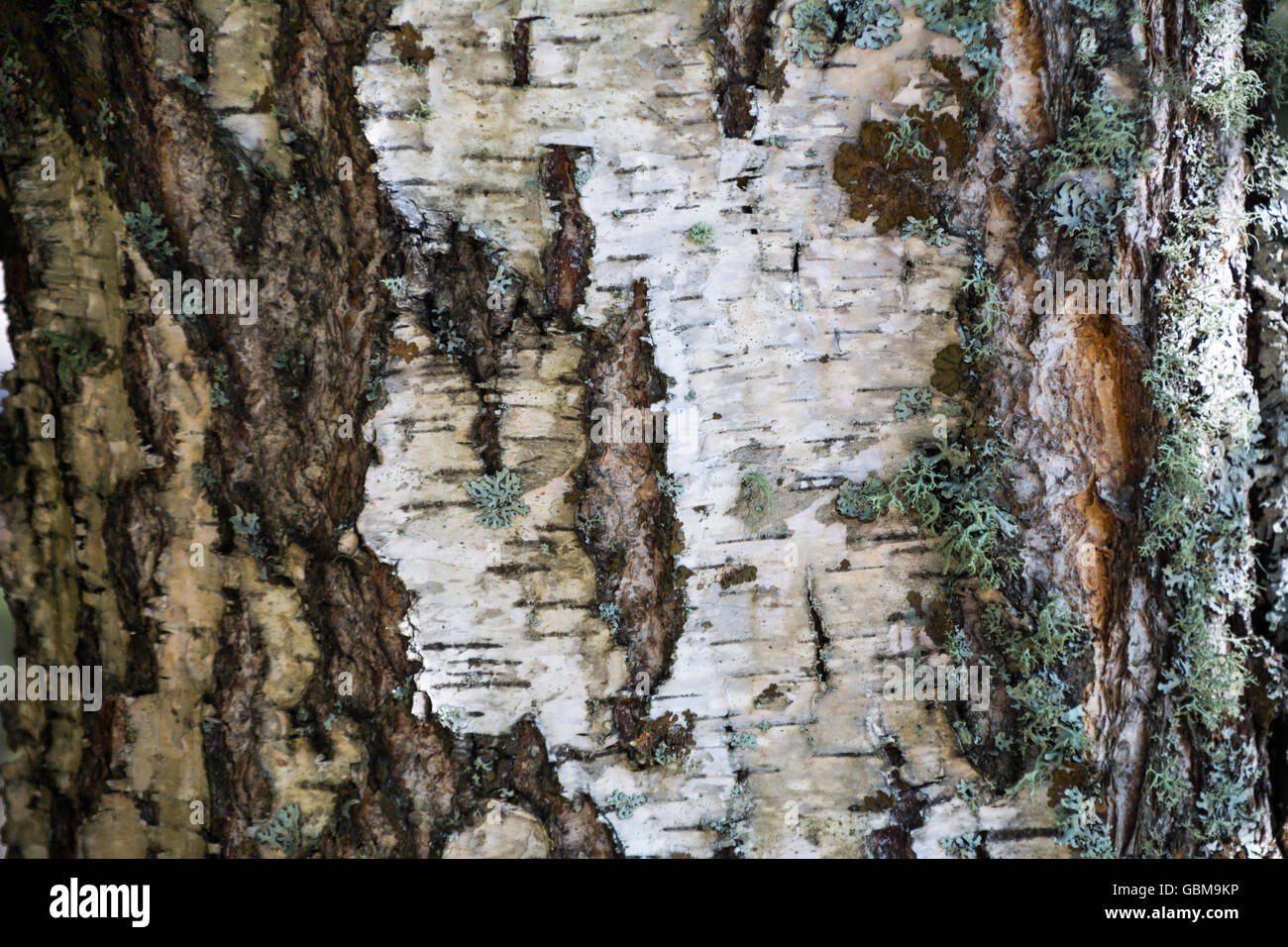 White bark and moss background. Birch bark background. Birch bark texture. Tree bark background ...