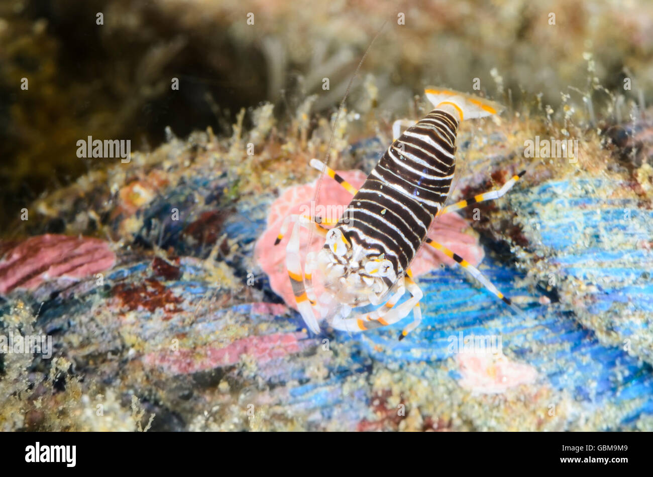 Striped bumblebee shrimp, Gnathophyllum americanum, Ambon, Maluku ...