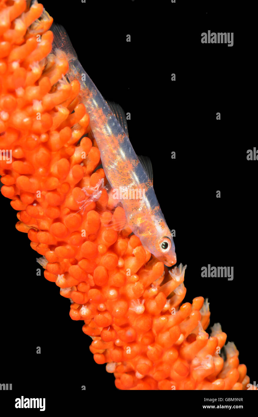 Whip goby, Bryaninops amplus, Ambon, Maluku, Indonesia, Pacific Stock ...