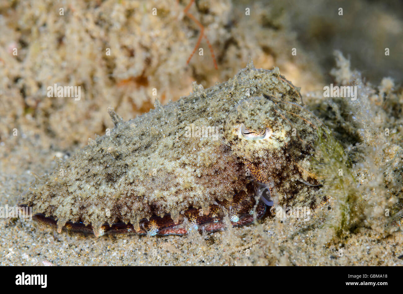 Papuan cuttlefish hi-res stock photography and images - Alamy