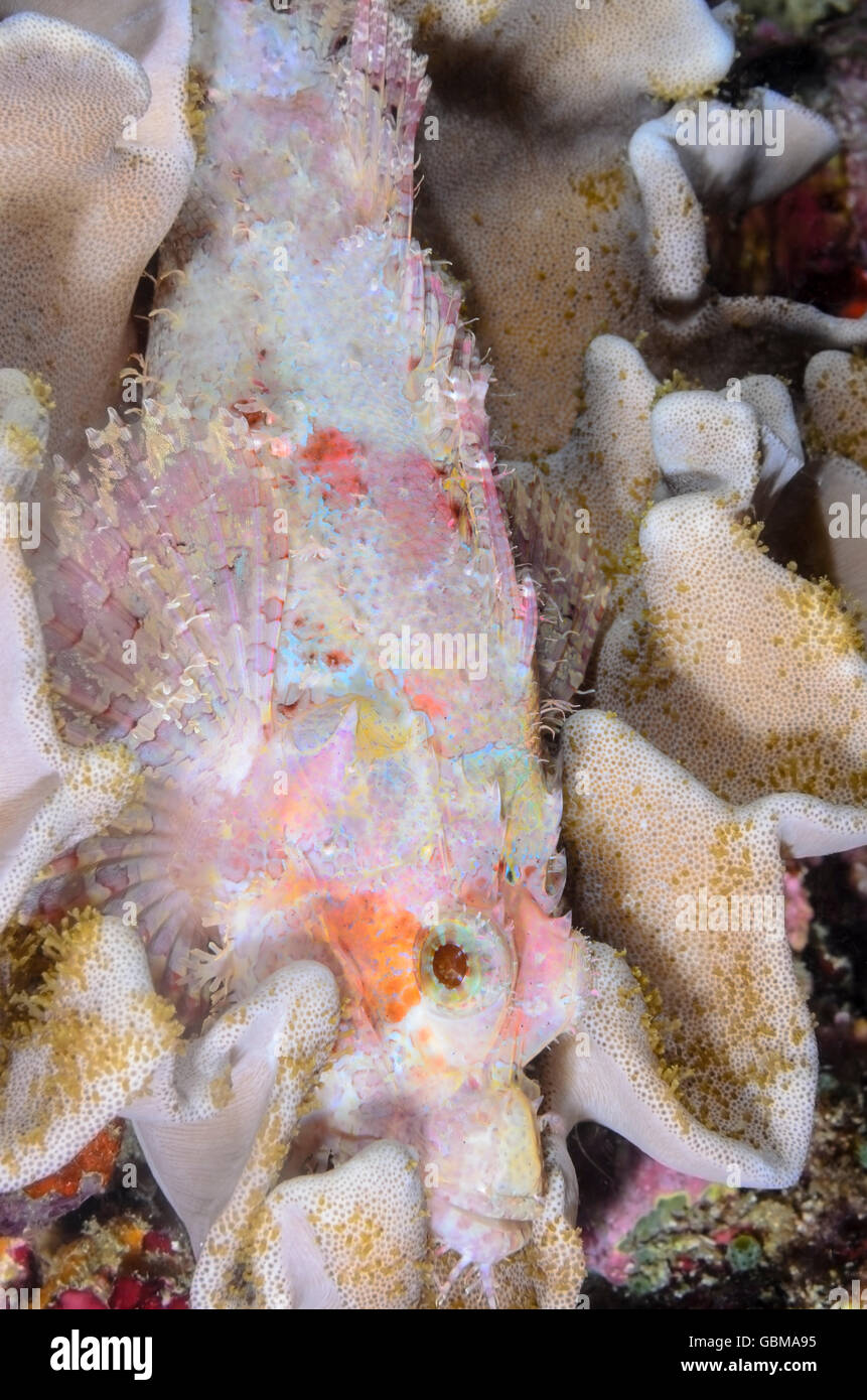 Tassled scorpionfish, Scorpaenopsis oxycephala, Ambon, Maluku ...