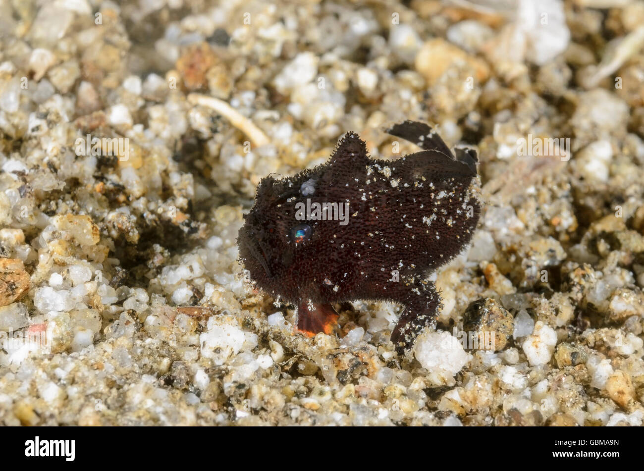 Baby Frogfish